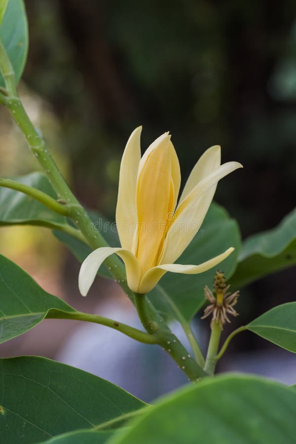 White Champaka are Blooming on Tree. Stock Photo - Image of natural ...