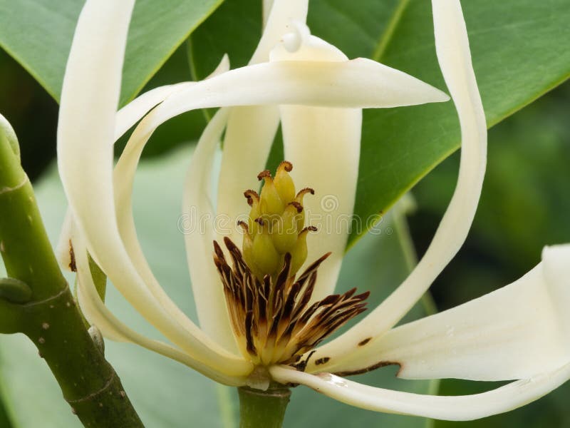 White Champaka Flower Blooming Stock Image - Image of fragility, petal ...