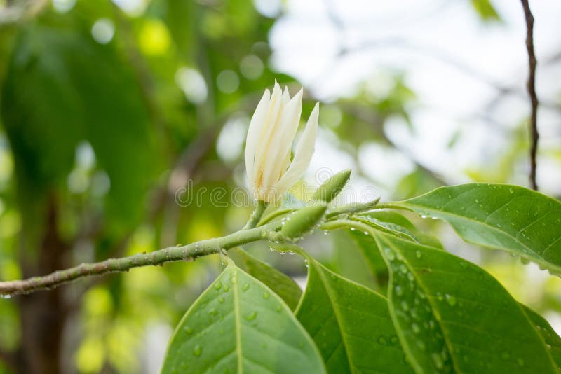 White Champaka Flower Blooming Water Droplets Stock Image - Image of ...