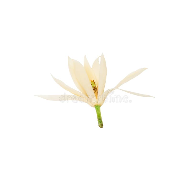 White Champaka Flower Isolated on White Background Stock Photo - Image ...