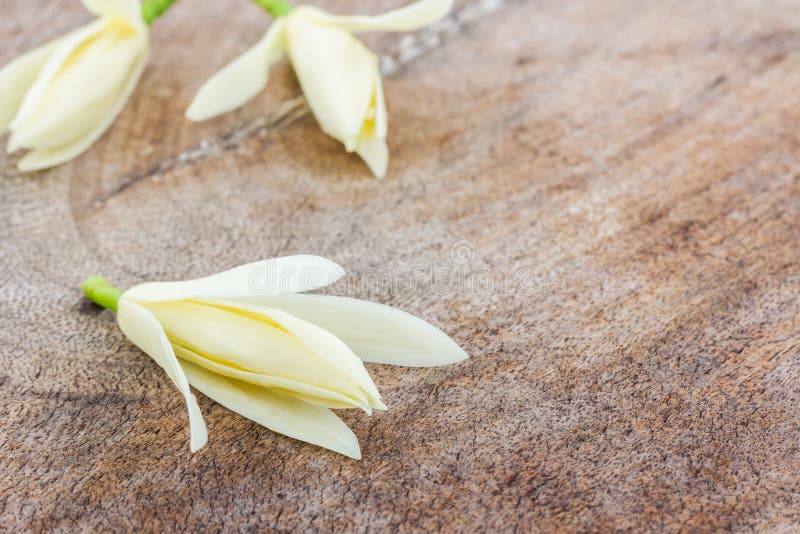 White Champaka flower. stock image. Image of natural - 58838277