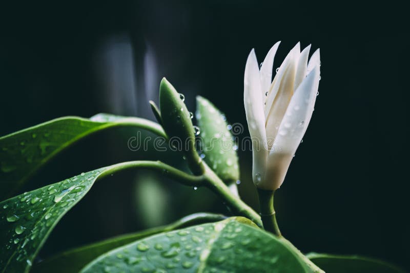 White Champaka Flowers On The Black Background. Stock Photo - Image of ...