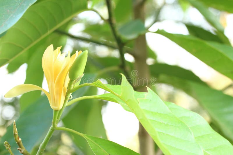 Champaka Flowers and Green Leaves Stock Photo - Image of leaves, garden ...