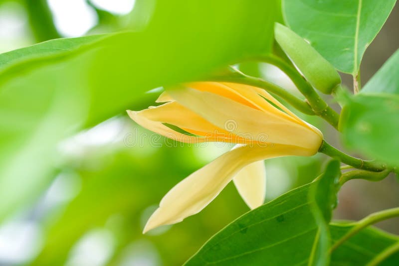 White Champaka Flowers and Green Leaves with Sunlight Stock Image ...