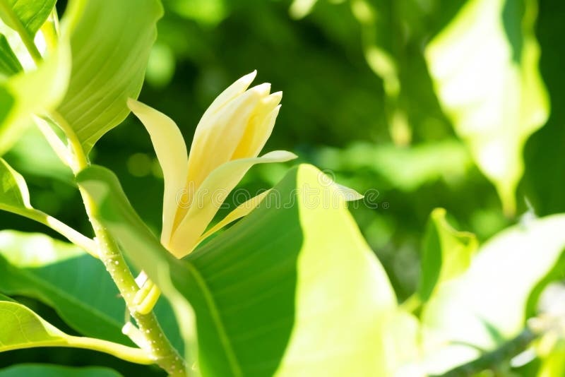 Champaka Beautiful and Aroma Flower on the Tree Stock Photo - Image of ...