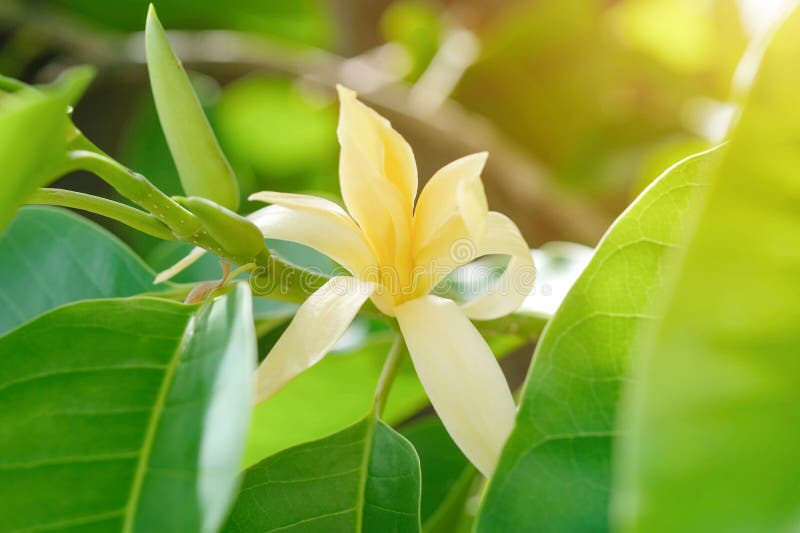 White Champaka Flowers and Green Leaves with Sunlight Stock Image ...