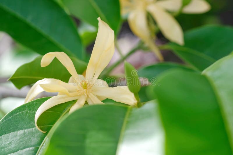 White Champaka Flowers and Green Leaves with Sunlight Stock Image ...
