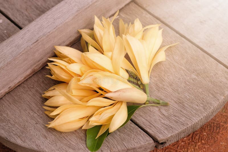 White Champaka Flowers on Wooden with Sunlight Stock Image - Image of ...