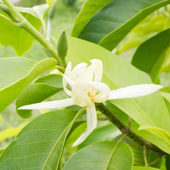 White Champaka on the Tree. Michelia Alba DC Stock Photo - Image of ...