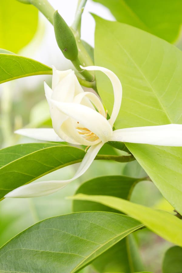 White Champaka on the Tree. Michelia Alba DC Stock Image - Image of ...