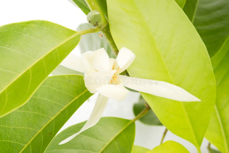 White Champaka on the Tree. Michelia Alba DC Stock Photo - Image of ...
