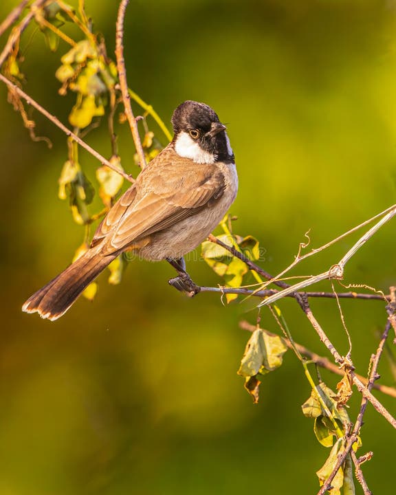 White Cheek Bulbul stock photo. Image of avian, bird - 355957138