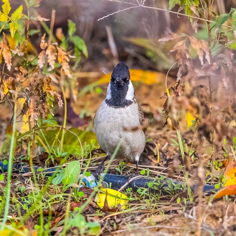 White Cheek Bulbul stock image. Image of wing, bahrain - 355957073