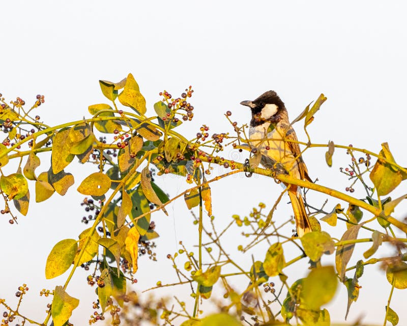 A White Cheek bulbul stock image. Image of wild, yellow - 270474273