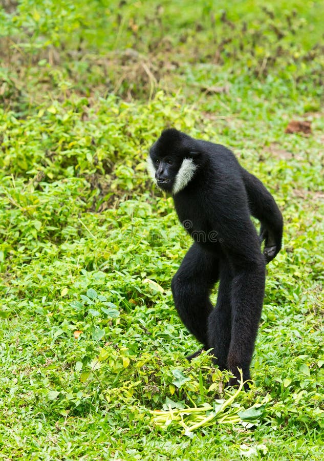 White Cheek Gibbon stock image. Image of hunter, animal - 20833803