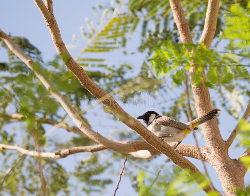White Cheeked Bulbul on a Thorny Tree Stock Photo - Image of animal ...