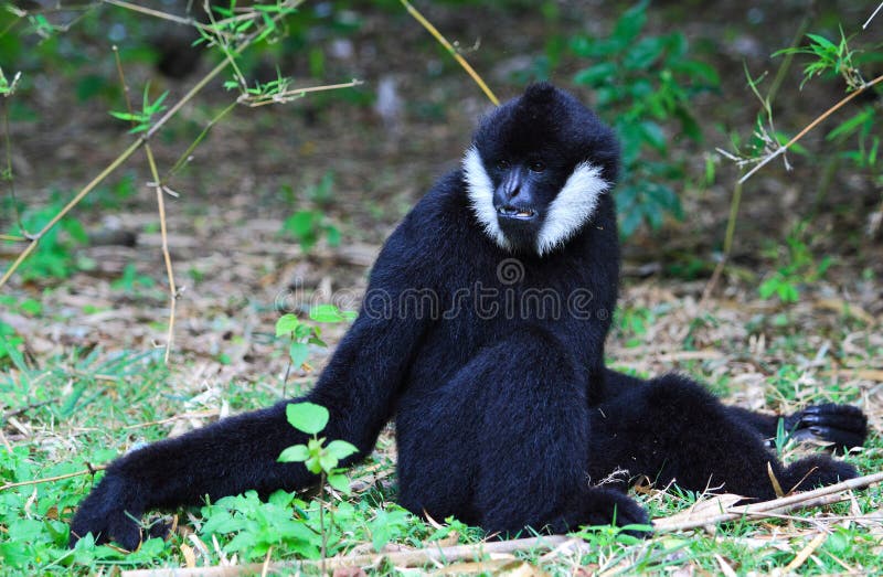 White cheeked gibbon stock image. Image of simian, primitive - 27376835