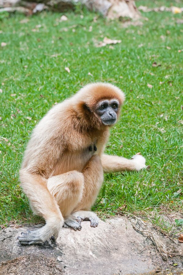 White Cheeked Gibbon stock photo. Image of female, animal - 33262414