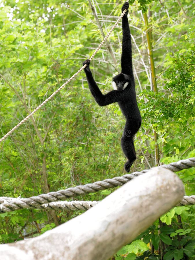 Gibbon Monkey Walking on Rope Stock Photo - Image of black, primates ...