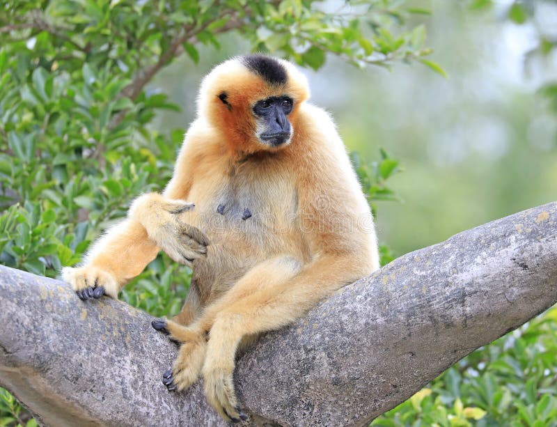White-cheeked Gibbon Monkey Portrait Stock Image - Image of rainforest ...