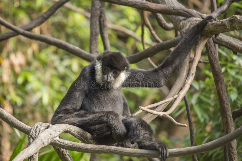 White Cheeked Gibbon (Nomascus Leucogenys) Stock Photo - Image of ...
