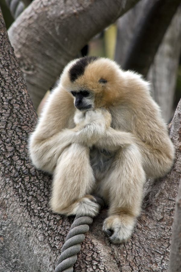 White cheeked gibbon stock photo. Image of black, face - 132198178