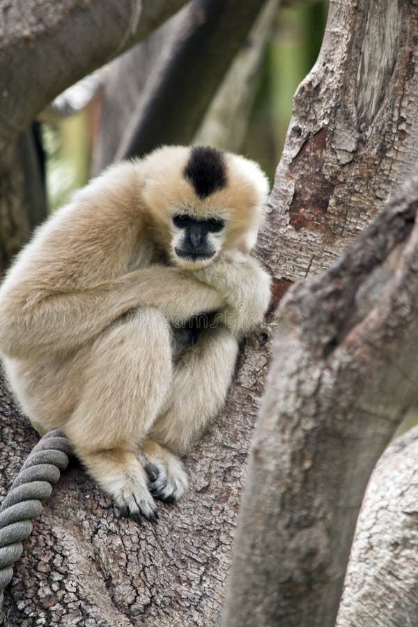 The White Cheeked Gibbon is Up a Tree Stock Image - Image of nature ...