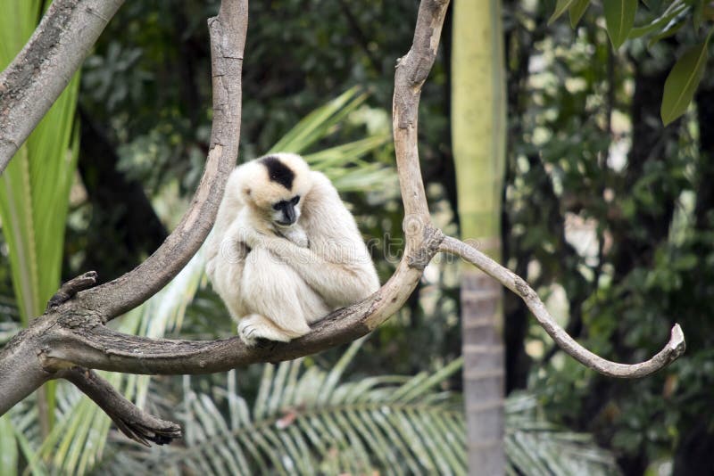 The White Cheeked Monkey is Perched High in a Tree Stock Photo - Image ...