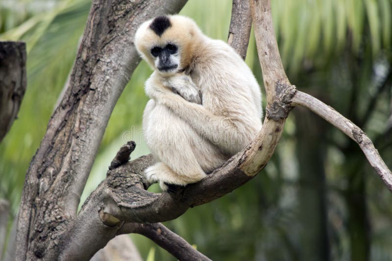 The White Cheeked Monkey is Perched High in a Tree Stock Photo - Image ...