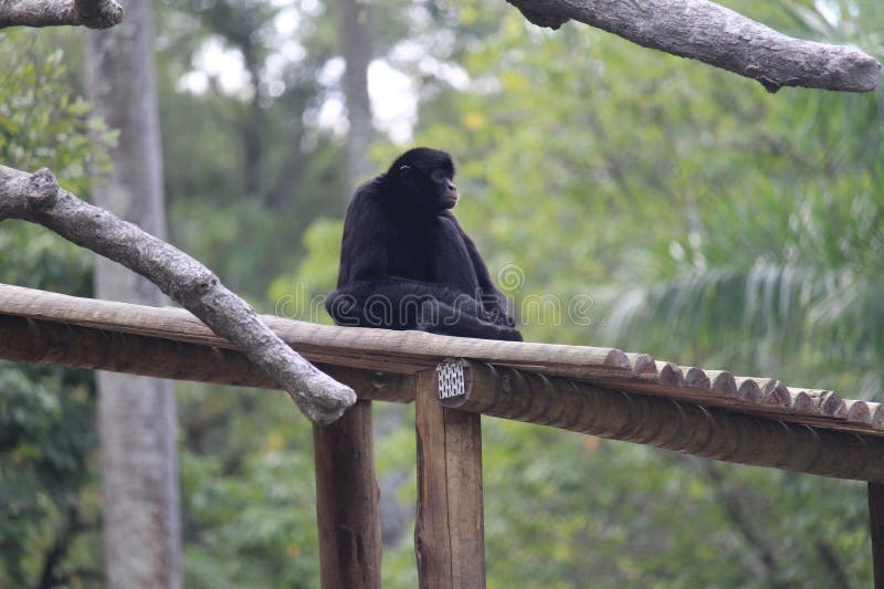 White-cheeked Spider Monkey (Ateles Marginatus) on a Tree Structure ...