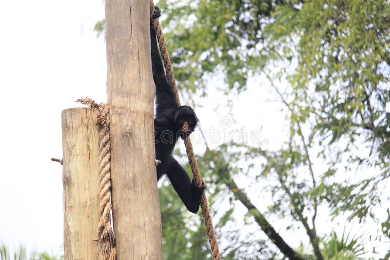 White-cheeked Spider Monkey (Ateles Marginatus) on a Tree Structure ...
