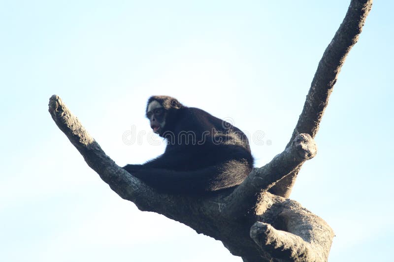 White-cheeked Spider Monkey (Ateles Marginatus) on a Tree Structure ...