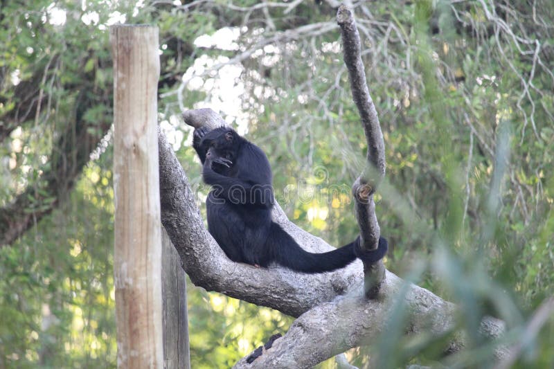 White-cheeked Spider Monkey (Ateles Marginatus) on a Tree Structure ...