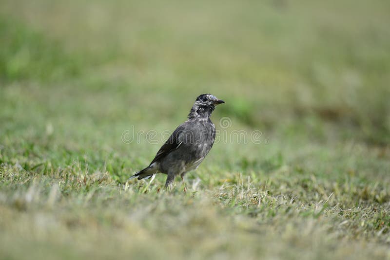 White-Cheeked Starling or Grey Starling Bird Stock Photo - Image of ...