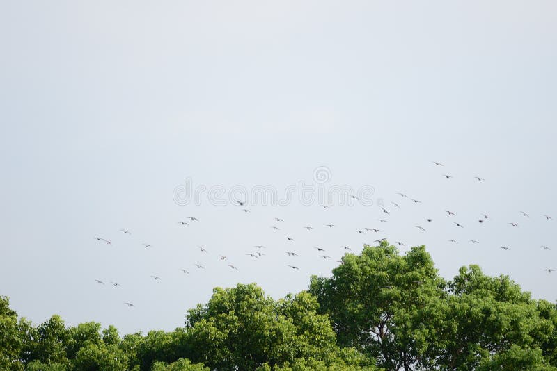 White-Cheeked Starling or Grey Starling Bird Stock Photo - Image of ...