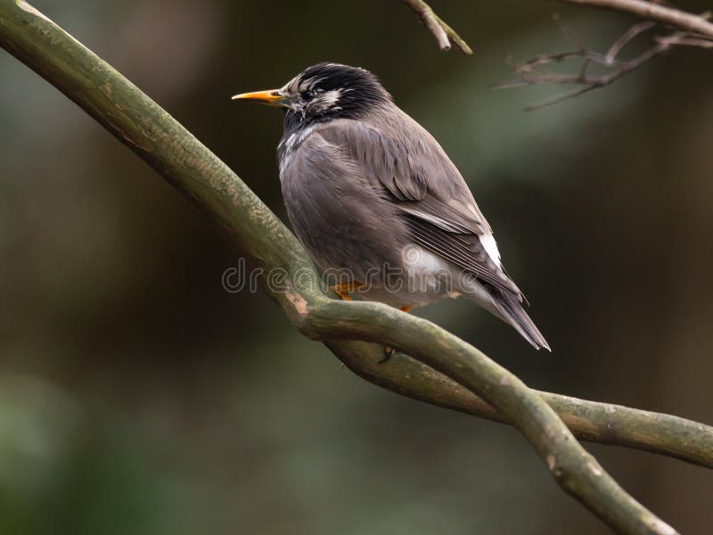 White-Cheeked Starling or Grey Starling Bird Stock Photo - Image of ...