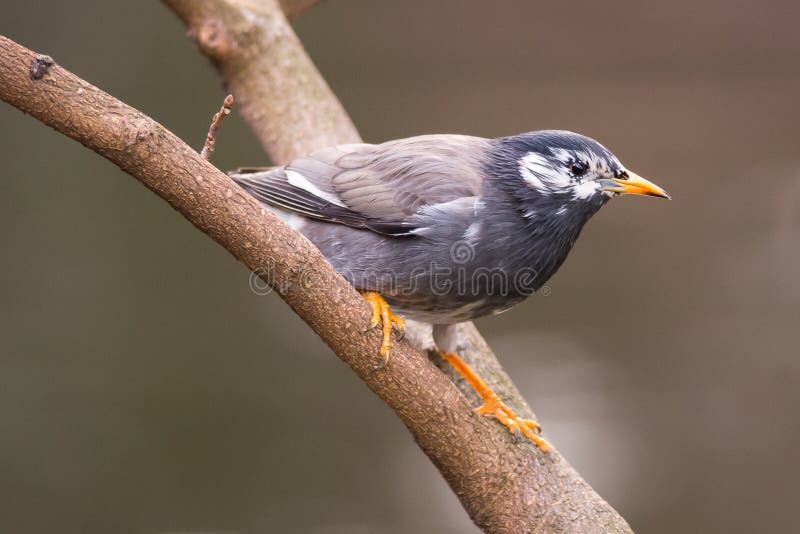 White-Cheeked Starling or Grey Starling Bird Stock Photo - Image of ...