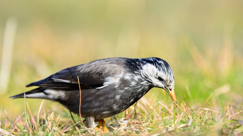 White-Cheeked Starling or Grey Starling Bird Stock Image - Image of ...