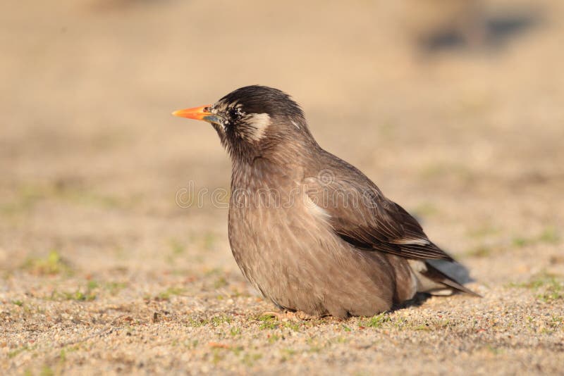 White-cheeked Starling stock photo. Image of asia, animals - 51423978