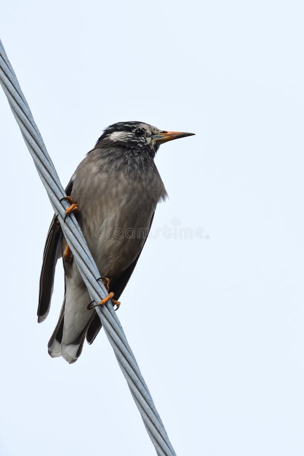 White-cheeked starling stock image. Image of chordata - 262145385