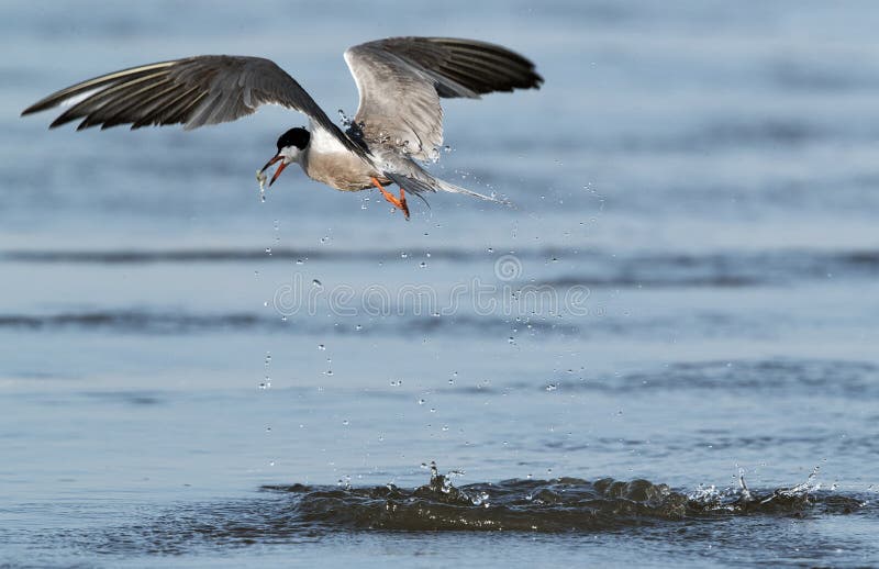 White-cheeked Tern after a Dive with a Fish Stock Photo - Image of tern ...