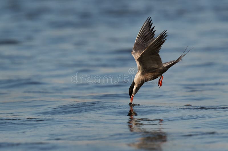 White-cheeked Tern Diving To Fish Stock Image - Image of chordata ...