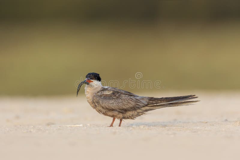 White Cheeked Tern with Fish Stock Photo - Image of tern, wildlife ...