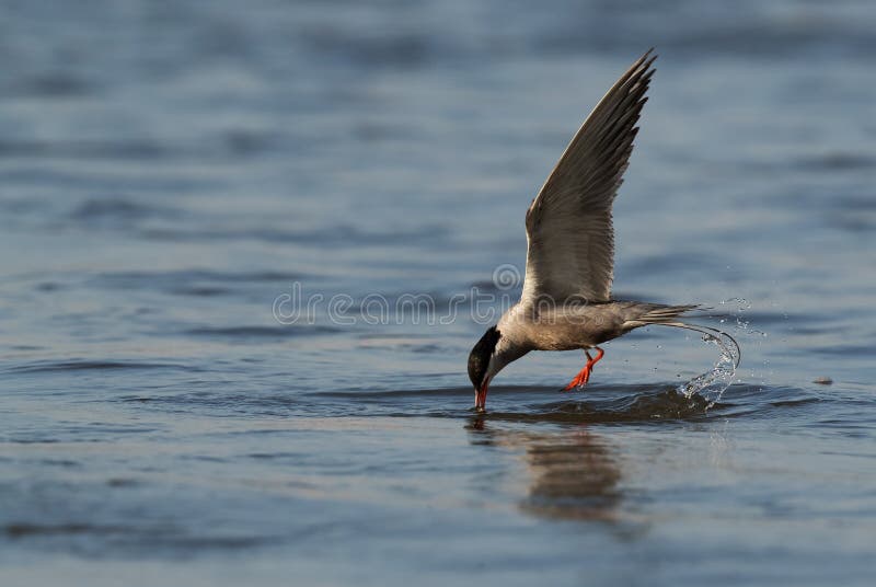 White-cheeked Tern fishing stock photo. Image of beautiful - 198397294