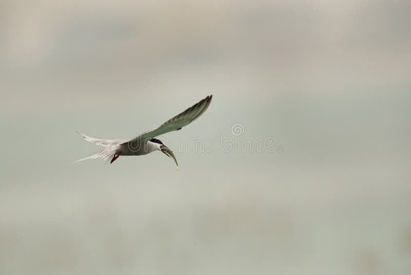 White-cheeked Tern Flying with a Fish Stock Image - Image of tail ...