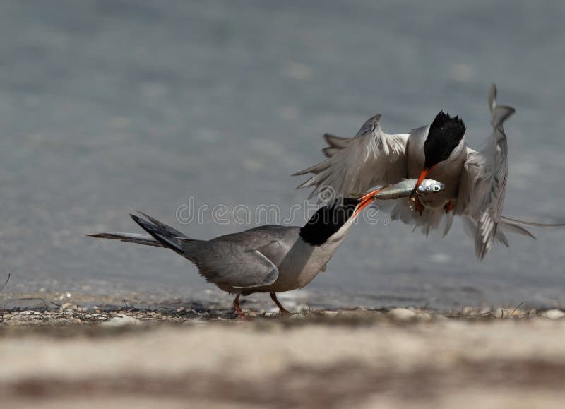 White-cheeked Tern Pulling Fish from Other at Busaiteen Coast of ...