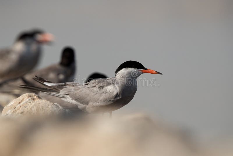 White-cheeked Tern on rock stock photo. Image of charadriiformes ...