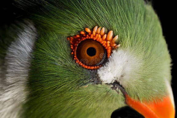 413 Cheeked Up Pear Stock Photos - Free & Royalty-Free Stock Photos ...