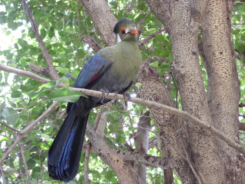 White Cheeked Turaco Perching on a Tree Branch Stock Image - Image of ...