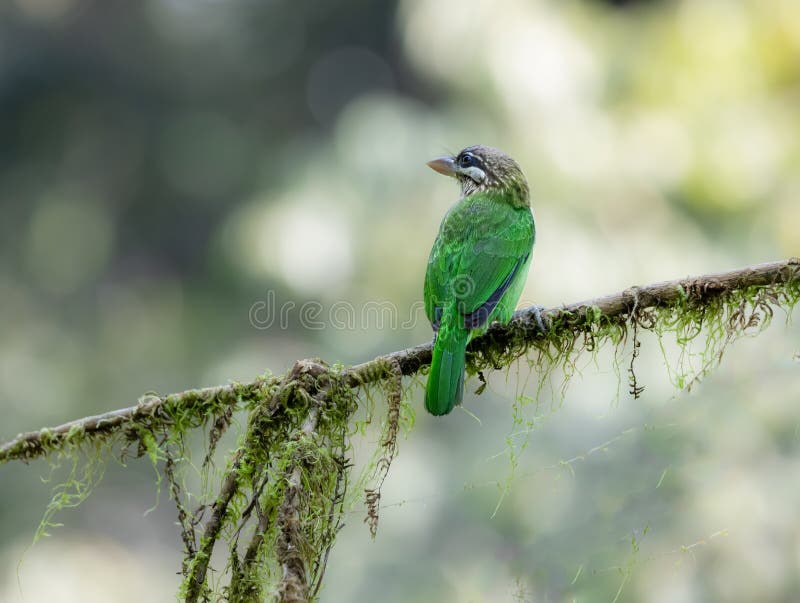 White cheeked stock photo. Image of sitting, white, forest - 268263268